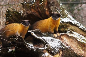 Kuna – Velika zvijer u malom tijelu! – HEDON duo d.o.o.